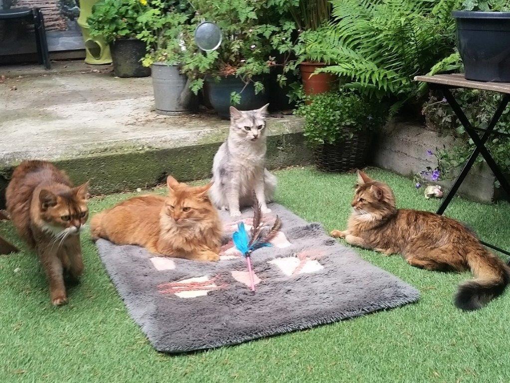 S-nest Kitty Jewel x Bashiir – Cattery Silfescian